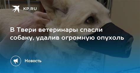 В Твери ветеринары спасли собаку удалив огромную опухоль Kp Ru