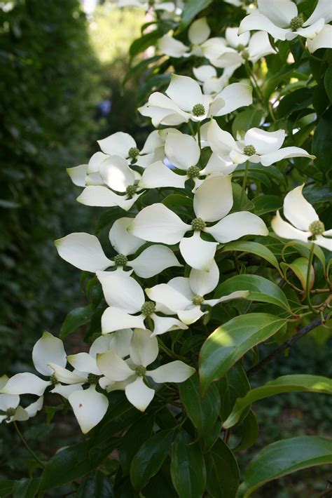 Cornus Hongkongensis Pan Global Plants