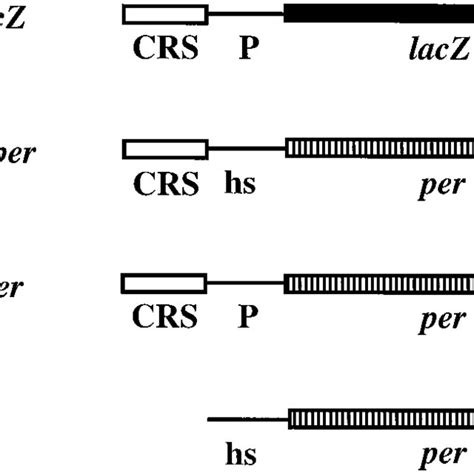Schematic Drawings Of Transgenic Constructs Crs Per Circadian