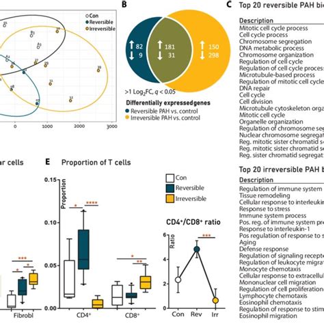 Rna Seq Analysis And Cellular Deconvolution Of Rat Lung Tissue A