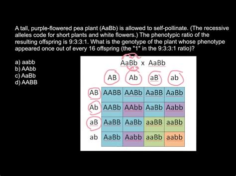 Dihybrid Cross Example