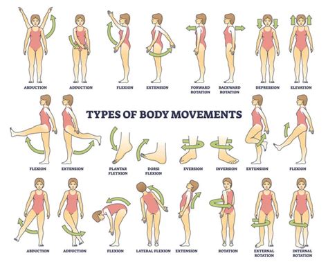Body Movement Anatomy