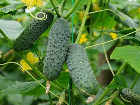 Коротко о какие семена огурцов самые урожайные и лучшие для засолки