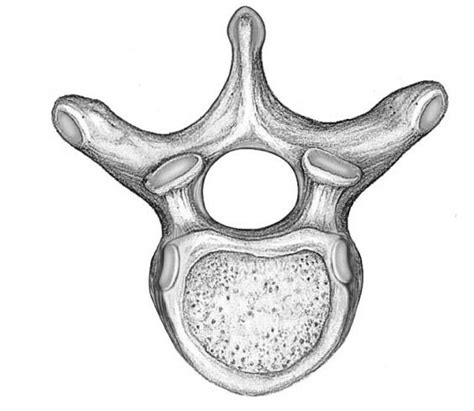Anatomy Lab 1 General Vertabrae Diagram Quizlet