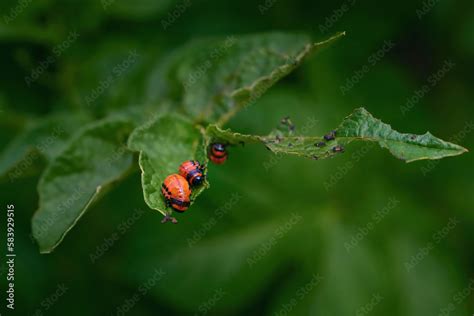 Group Of Potato Beetle Eats Green Potato Leaf Closeup Instar Stage Of Larva Before Pupation