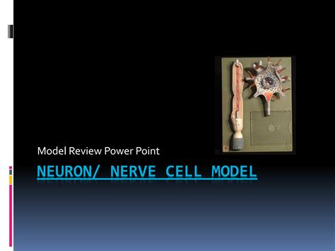 SOLUTION: Neuron nerve cell model - Studypool