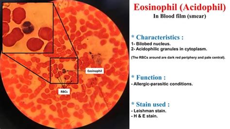 Histology Histology Of Blood PDF