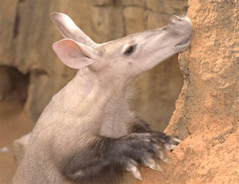 Aardvark