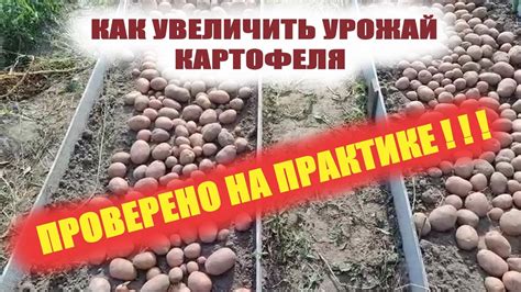Как увеличить урожай картофеля или чем подкормить картофель для урожая ...