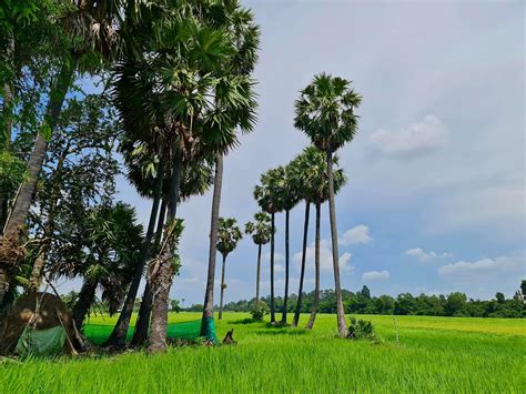 សម្រស់ស្រុកស្រែជនបទ ពិតជាស្រស់ស្អាត ទាក់ភ្នែក ធ្វើឱ្យអារម្មណ៍ស្រស់ស្រាយយ៉ាងខ្លាំង Knongsrok