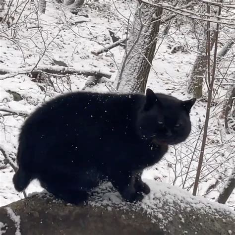 눈이 쌓인 숲 속의 까망이 Shorts Youtube