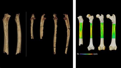 Bipedalism Evolution
