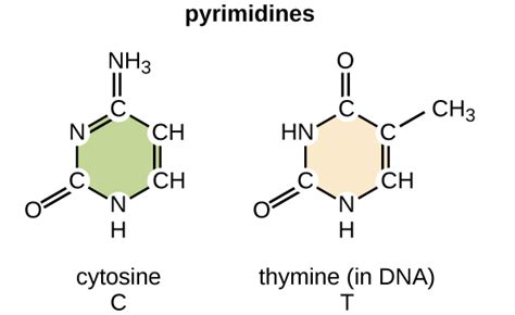 Cytosine Structure Thermo Scientific Chemicals