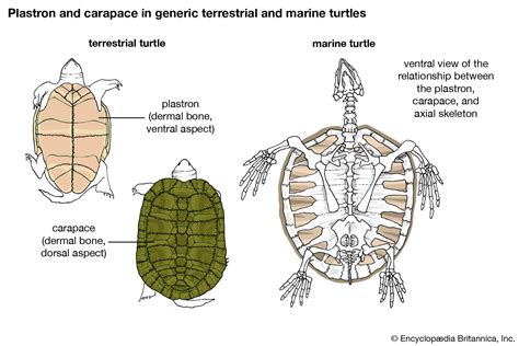 Carapace Biology Britannica