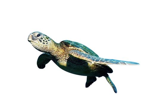 海龟