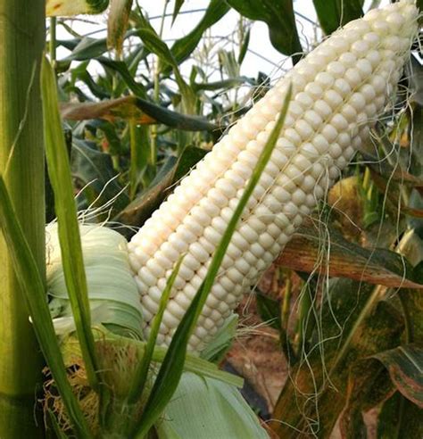 黑甜糯玉米种子白黄彩糯玉米甜水果玉米种籽孑大全四季高产耐旱虎窝淘