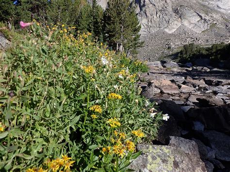Senecio Triangularis Arrowleaf Ragwort Arrowleaf Ragweed Flickr