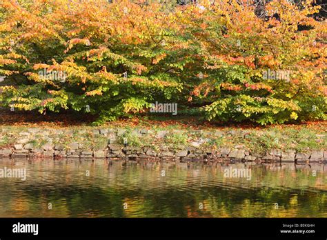 Multicolour Multicolor Beech Tree Leaves In Autumn Fagus Sylvatica Stock Photo Alamy