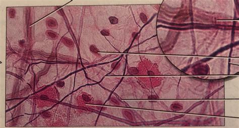 Areolar Connective Loose Tissue Diagram Quizlet Areolar Connective Loose Tissue Diagram Quizlet