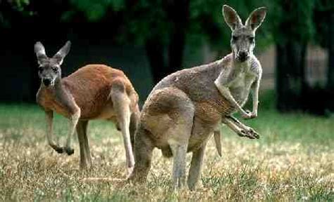Kangaroo Wild Life Planet
