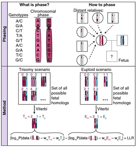 Schematic Representation Of The Role Of Chromosomal Phase In The