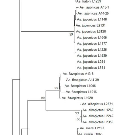 Dioithona Rigida Female A Habitus Dorsal B Urosome Dorsal Download Scientific Diagram