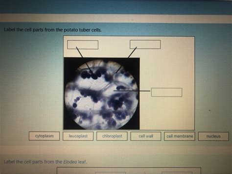 Potato Tuber Cell