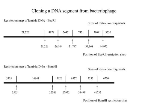 Ppt Cloning A Dna Segment From Bacteriophage Powerpoint Presentation Id 1824783