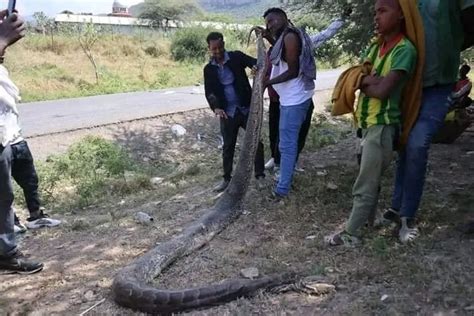 The Monks Of St Arsema Monastery Were Unable To Get Around Because Of This Obstacle Borena