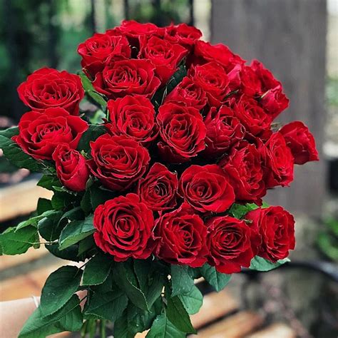 Beautiful Red Roses Wallpapers