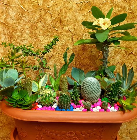 صباريات وعصاريات بالمنصورة