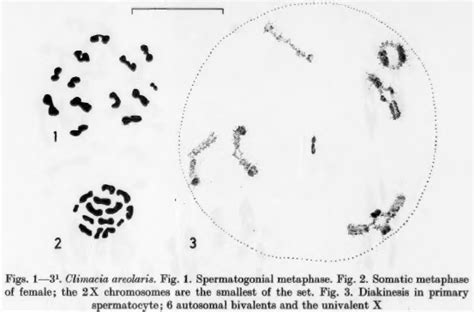 StoneLab ASU On Twitter Insects Can Have Wildly Different Sex Determining Mechanisms Hughes