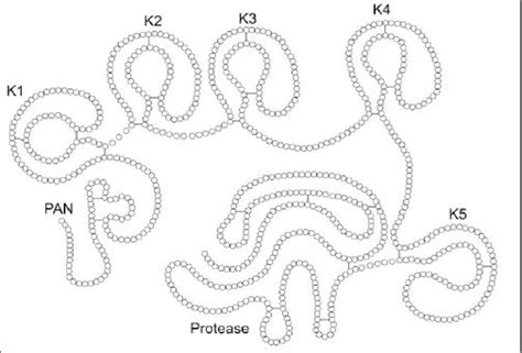 Structure Of Plasminogen Containing Five Kringle Domains And Protease Download Scientific