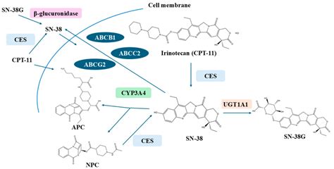 Structure And Conformation Of Irinotecan The Main Enzymes Implicated