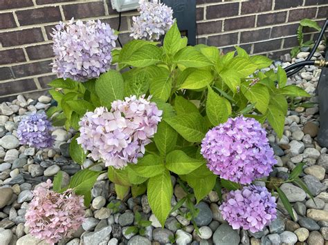 Help Identify These Two Varieties Of Hydrangea Rwhatsthisplant