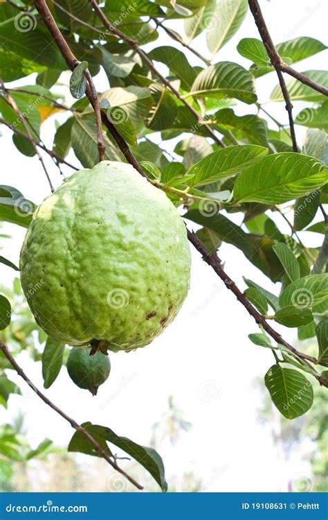 Guava On Tree In Garden Stock Image Image Of Common