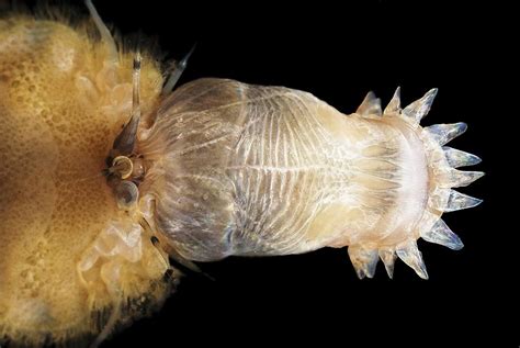 Marine Worm By Science Photo Library