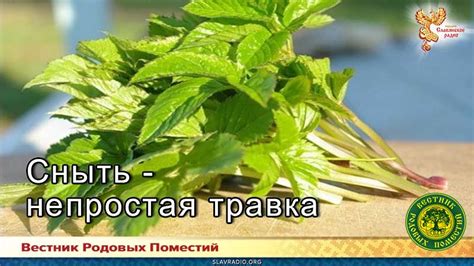 Сныть - непростая травка | Народное славянское радио