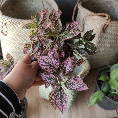 خرید و قیمت گل سنگ گیاه آپارتمانی با برگهای رنگین سایز کوچک و سبک از