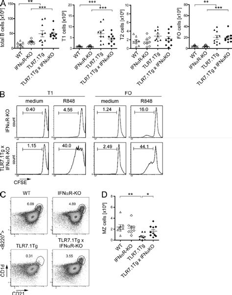 Type I Ifn Signaling Is Not Required For The Expansion Of T1 And Fo B
