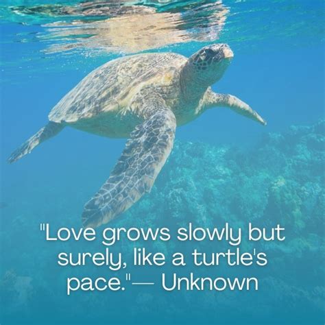170 Inspirational Turtle Quotes For A Mindful Life Sandjest Ts