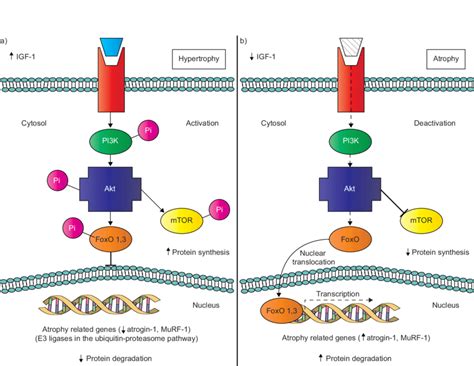 Insulin Like Growth Factor Igf I Mediates Many Of The Actions Of