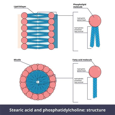 Lipide Diagram Structuur