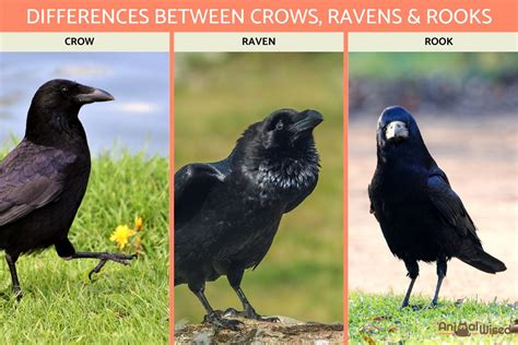 Differences Between Crows Ravens And Rooks With Photos