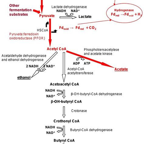Mixed Acid Fermentation Diagram At Mia Hartnett Blog