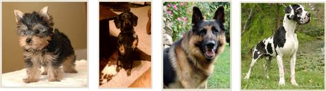 Compressive Myelopathies In Sa Flashcards Quizlet