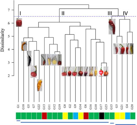 a dendrogram showing the dissimilarity evaluated using the upgma method