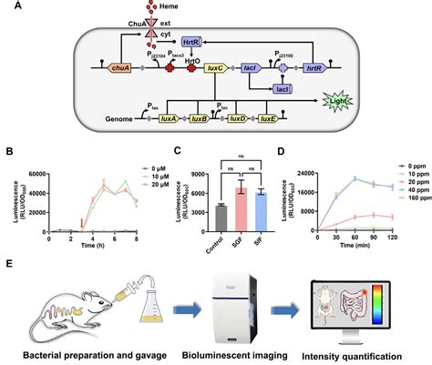 Engineered Bacteria For Visualization And Local