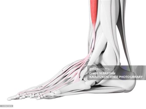 Extensor Digitorum Longus Muscle Illustration High Res Vector Graphic
