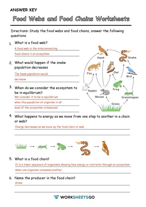 Food Webs And Food Chains Worksheets Worksheetsgo
